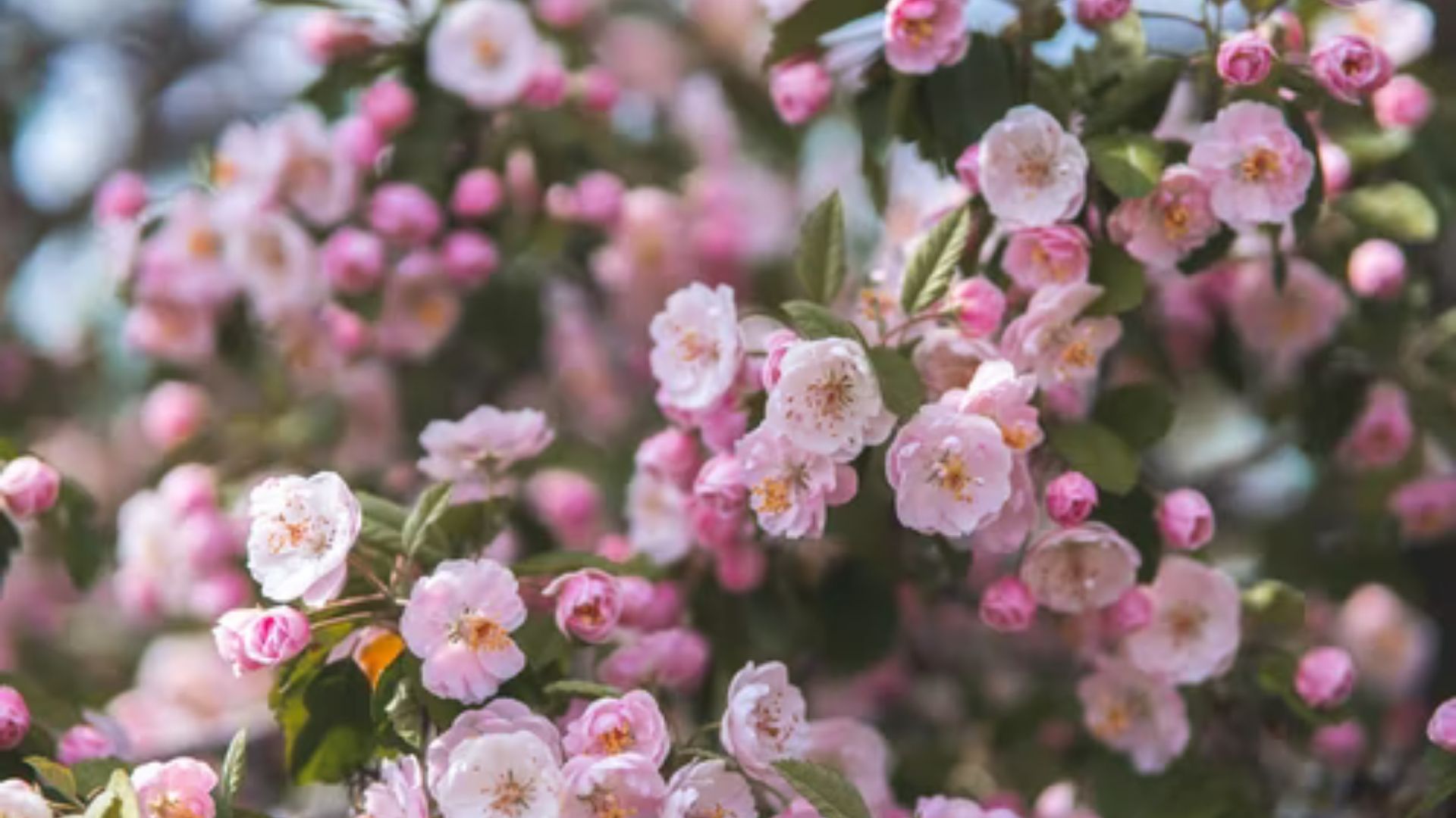 30 Free Desktop Wallpaper Without Downloading HD - Women Lifestyle